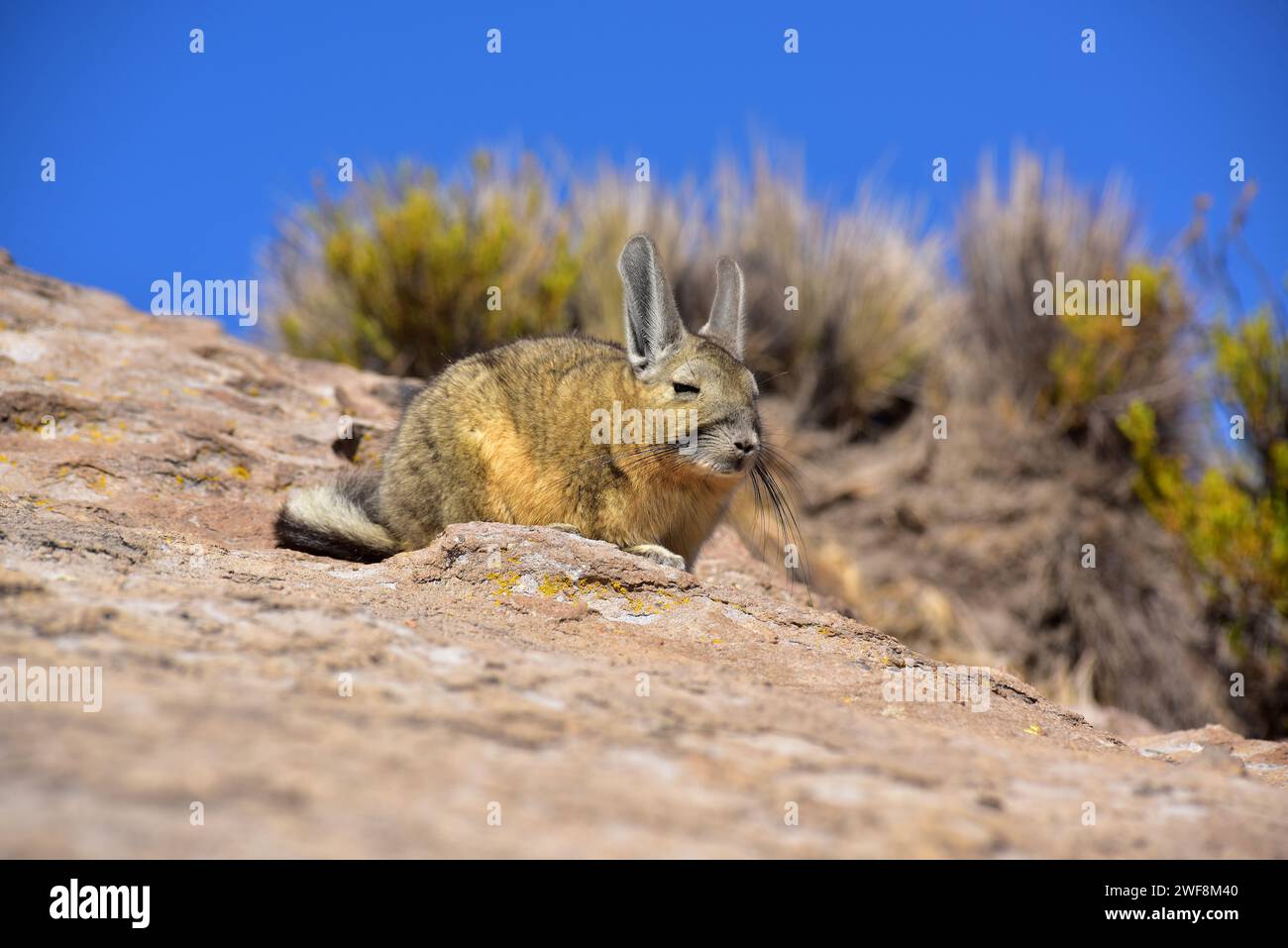 Vizcacha de la sierra hi-res stock photography and images - Alamy