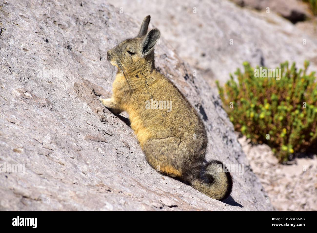 Lagidium viscacia hi-res stock photography and images - Alamy