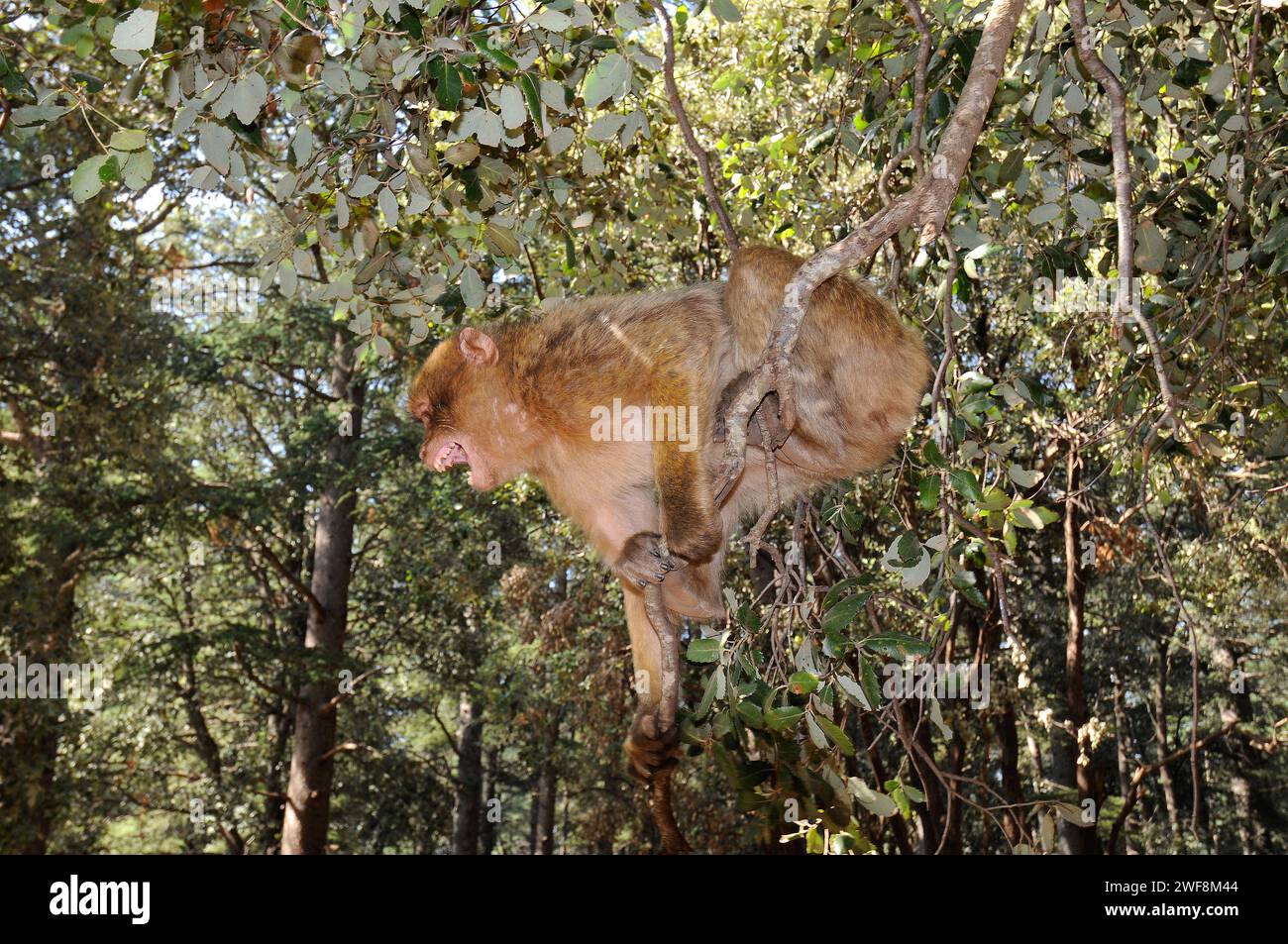 Barbary macaque (Macaca sylvanus) is a monkey native to northwestern ...
