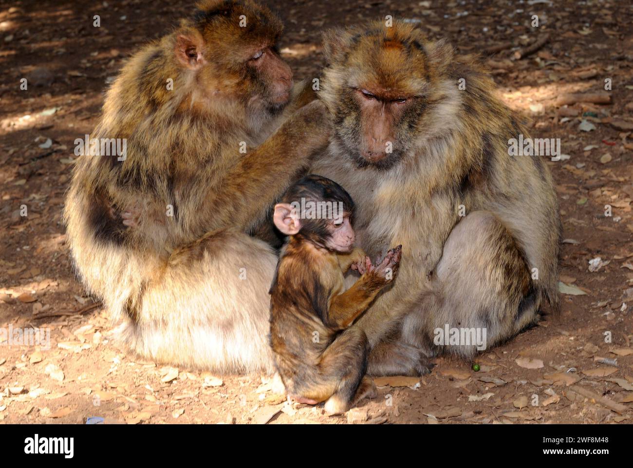Barbary macaque (Macaca sylvanus) is a monkey native to northwestern ...
