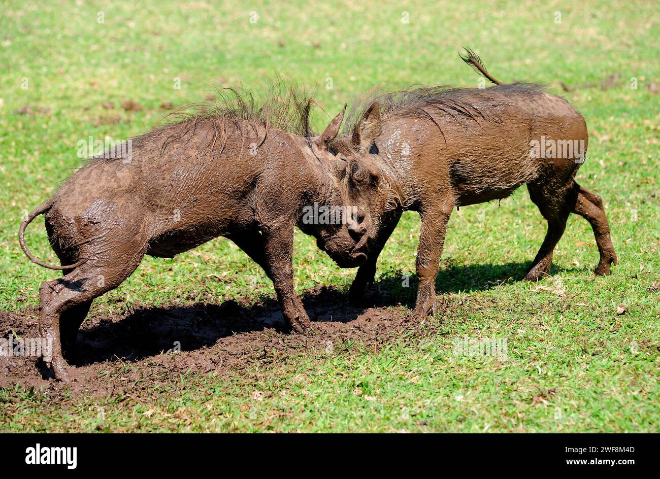 Common warthog (Phaecochoerus africanus) is a warthog native to Sub ...