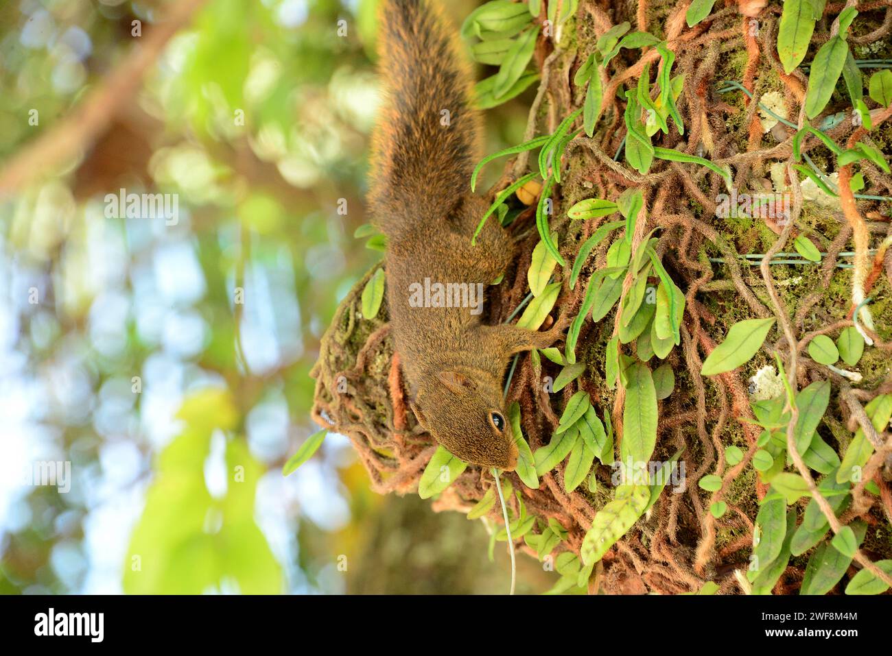 Souyh america hi-res stock photography and images - Alamy
