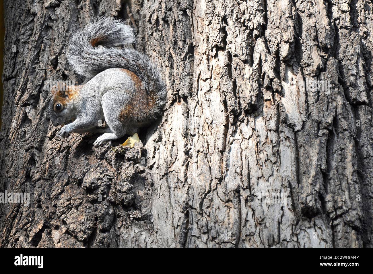 Mexican gray squirrel (Sciurus aureogaster) is a squirrel native to ...