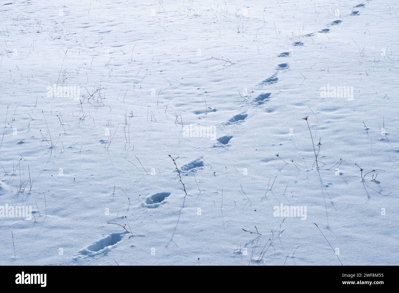A trail of human footprints creates a linear pattern across a snow ...