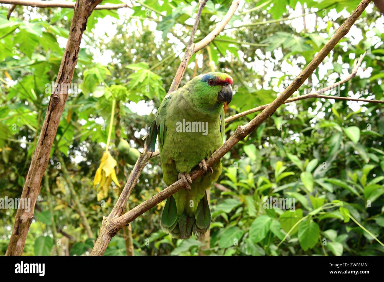 Macaw native to mexico hi-res stock photography and images - Alamy