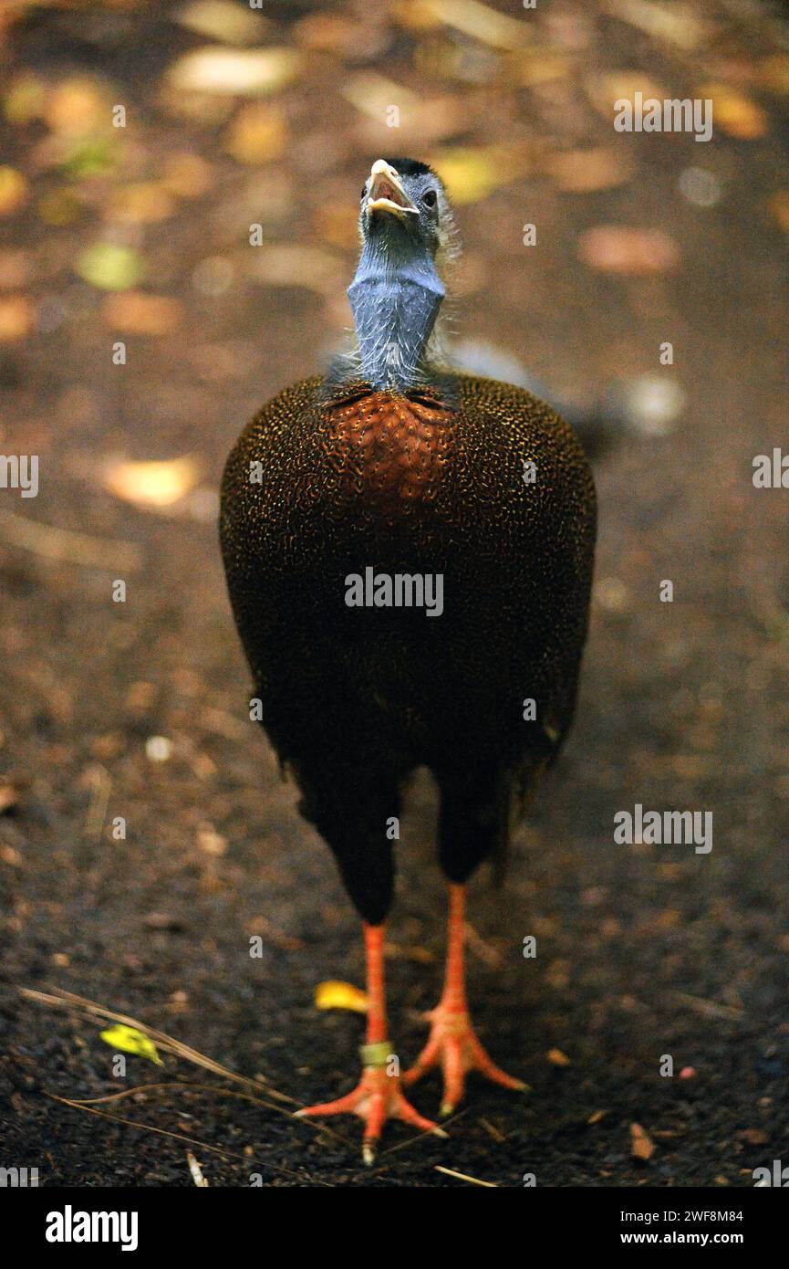 Great argus (Argusianus argo) is a kind of pheasant native to ...