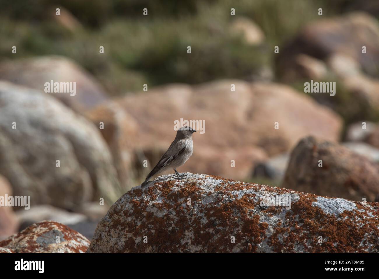 Brandt's Mountain Finch, Leucosticte brandti, Chang La Pass, Leh Ladakh ...