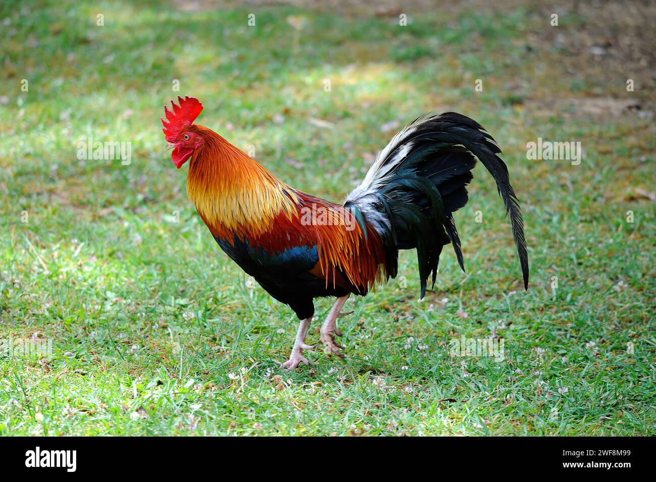 Male chicken (Gallus gallus domesticus). Chicken is a domesticated ...