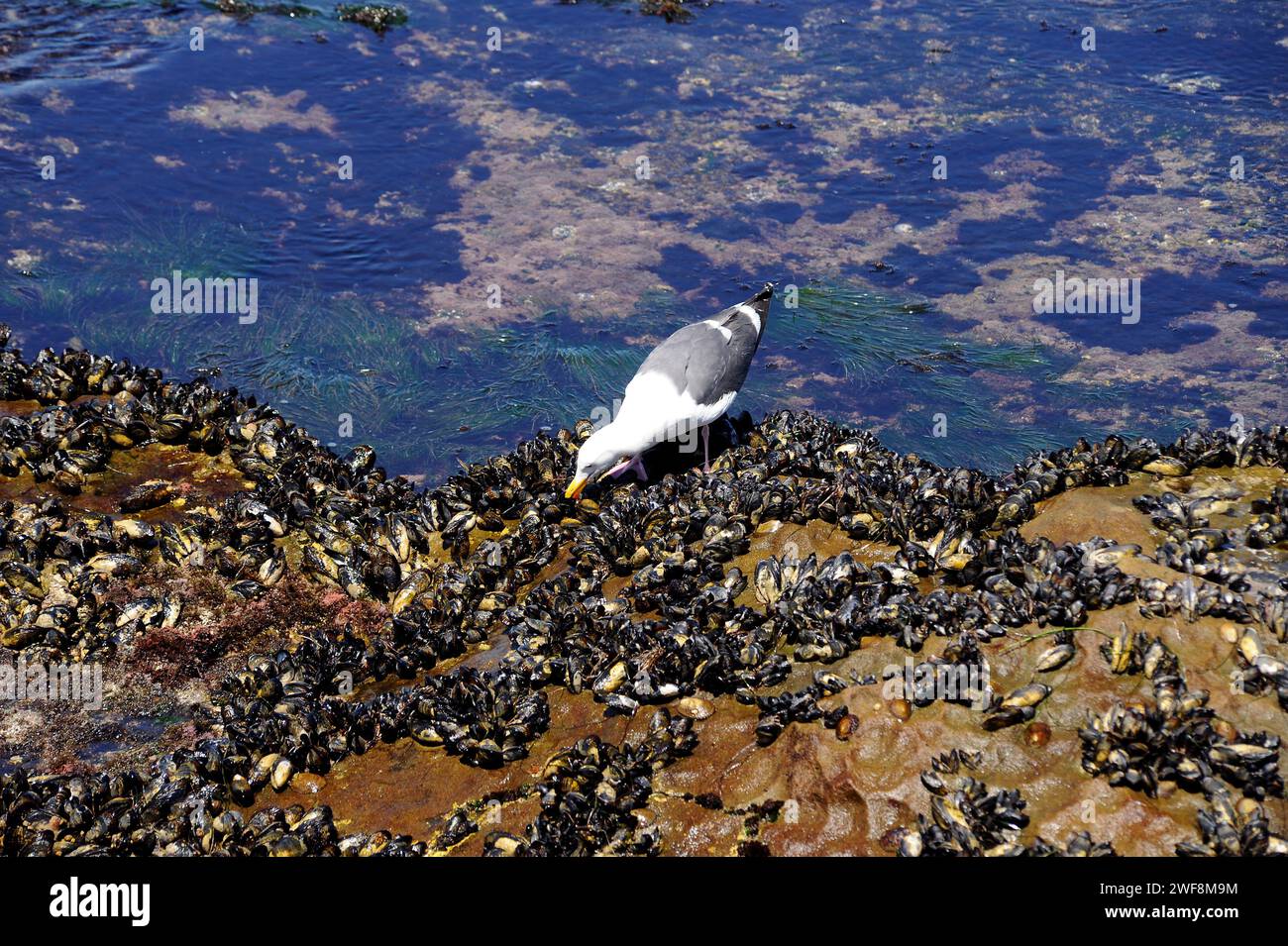 Laridae of asia hi-res stock photography and images - Alamy