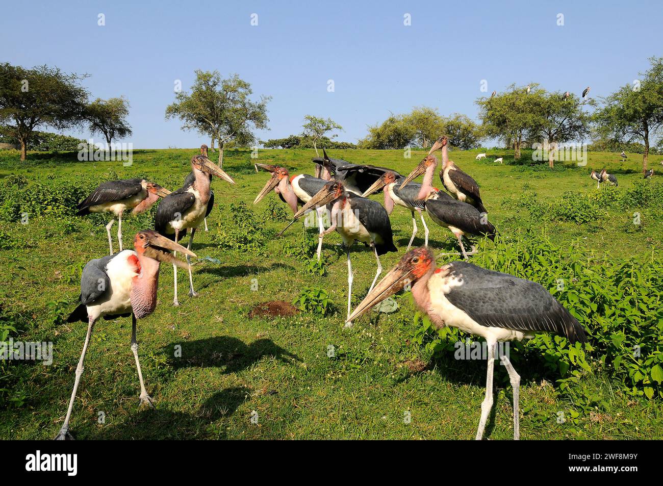 Marabou stork (Leptoptilos crumenifer) is a large bird native to Sub ...