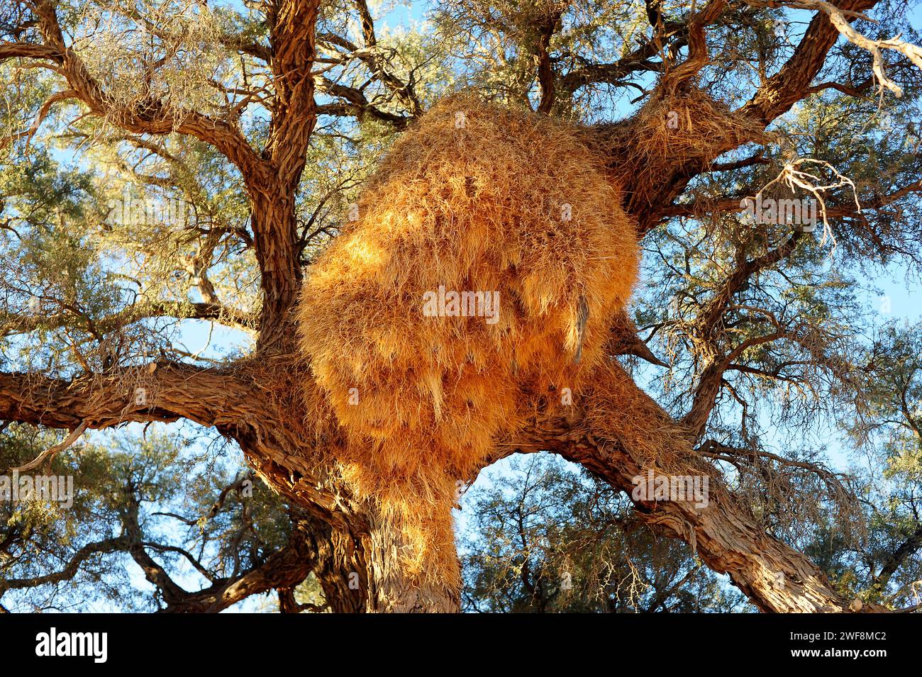 Sociable weaver (Philetairus socius) is a passerine bird endemic to ...