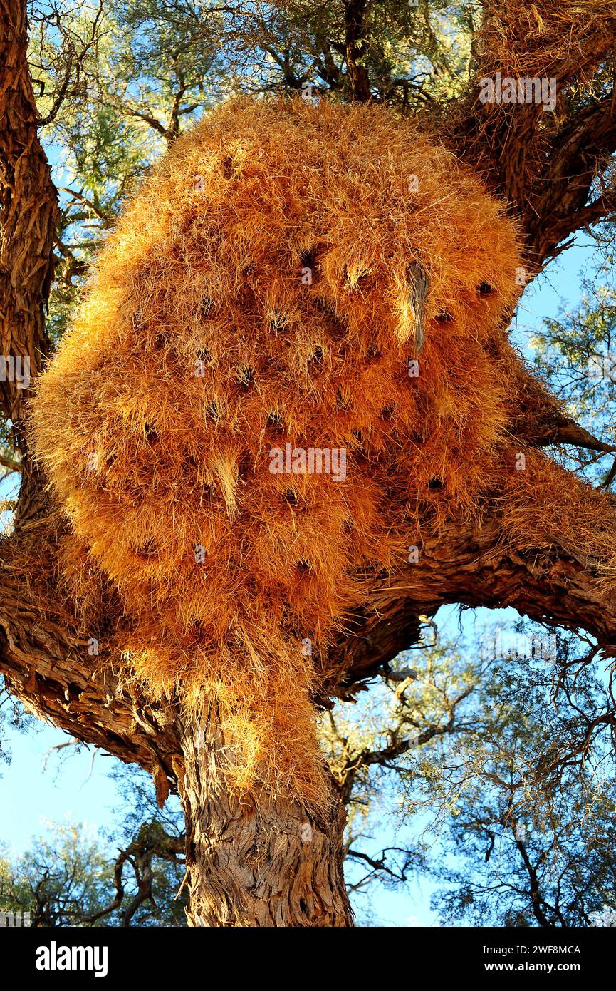 Sociable weaver (Philetairus socius) is a passerine bird endemic to ...