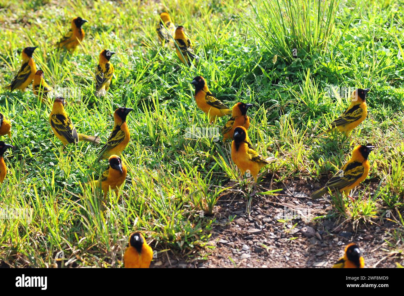 Village weaver (Ploceus cucullatus) is a passerine bird native to Sub ...