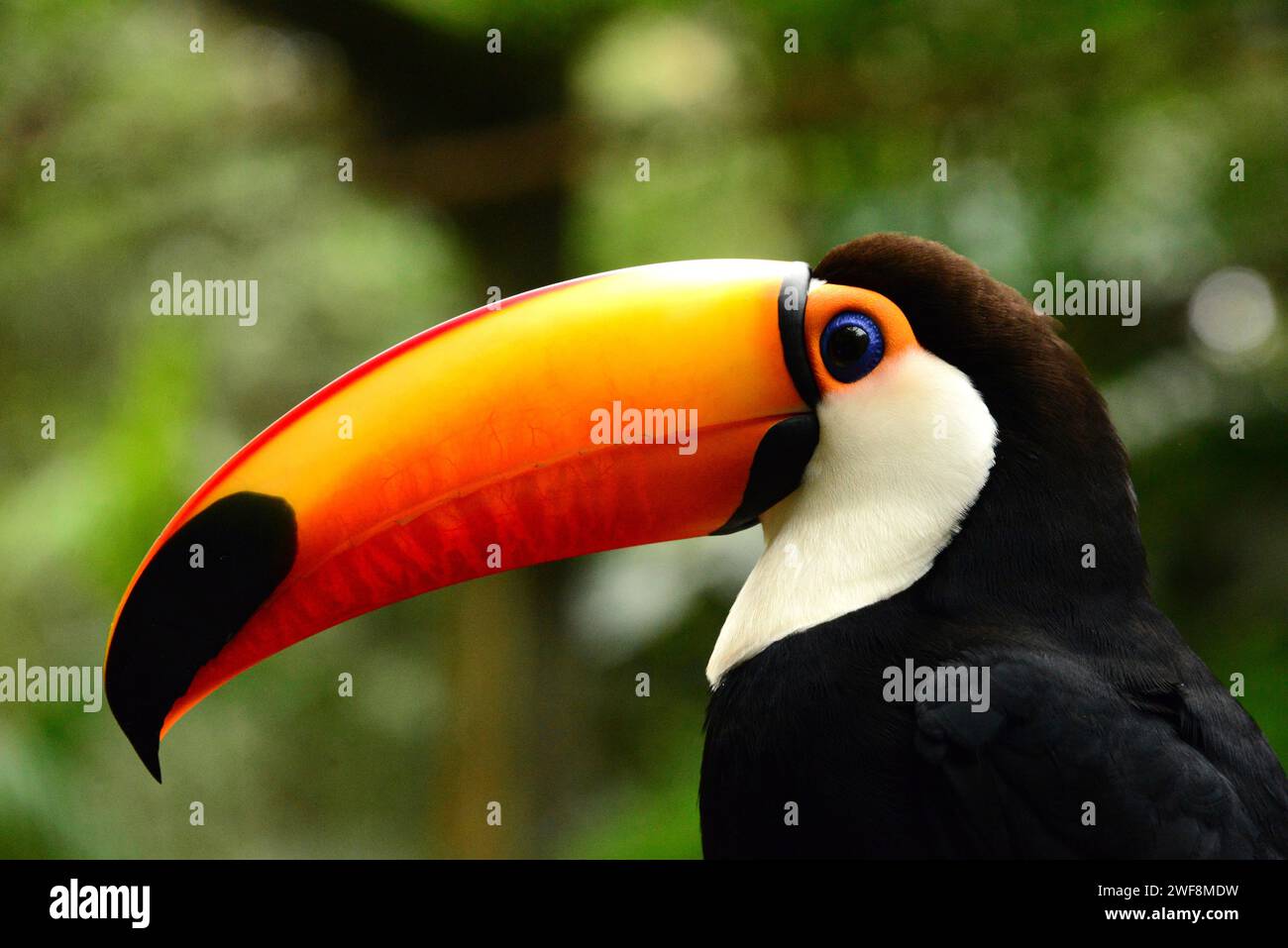 Toco toucan (Ramphastos toco) is a toucan native to central South ...