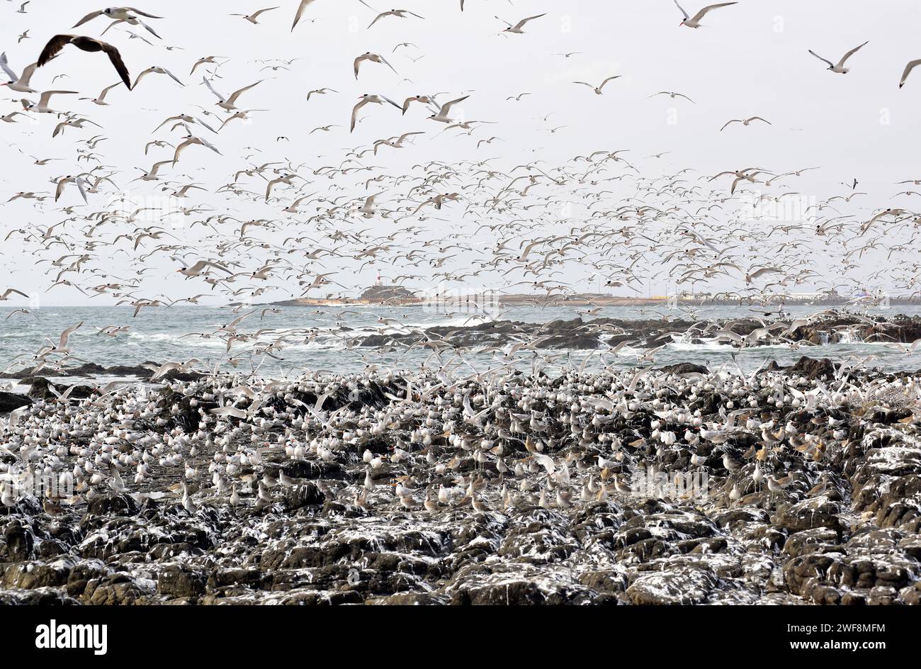 Artic tern (Sterna paradisaea) is a migratory bird with a circumpolar ...