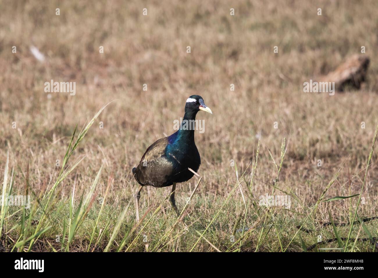 Bronze-winged Jacana, Metopidius indicus, Bhitarkanika, Odisha, India ...