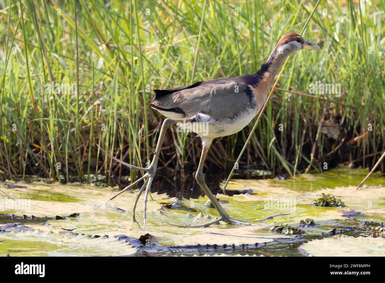Bronze-winged Jacana, Metopidius indicus, Bhitarkanika, Odisha, India ...