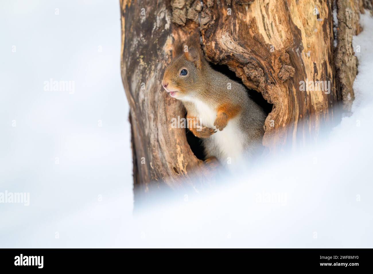 Norwegian squirrel hi-res stock photography and images - Alamy