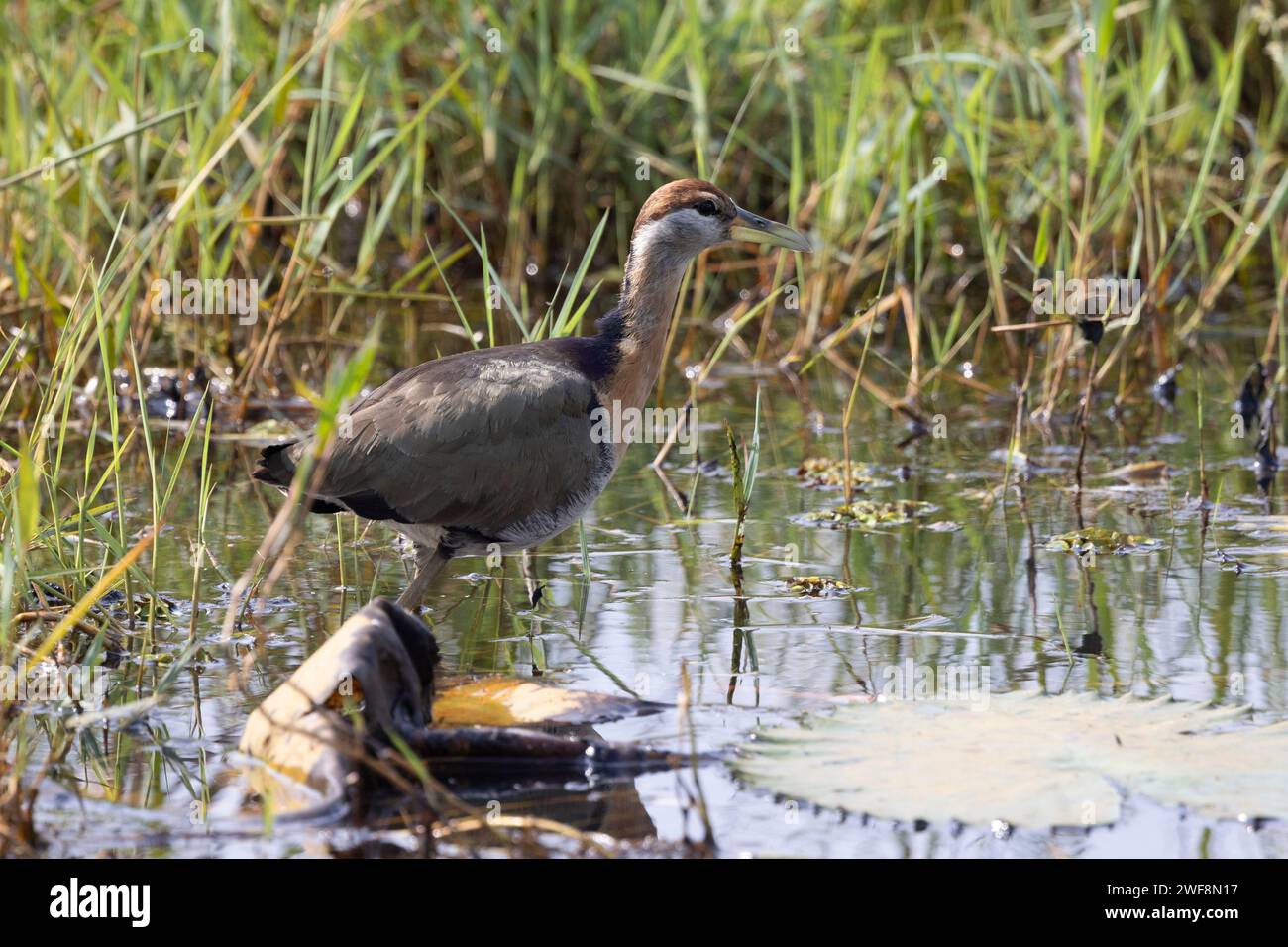 Bronze-winged Jacana, Metopidius indicus, Bhitarkanika, Odisha, India ...