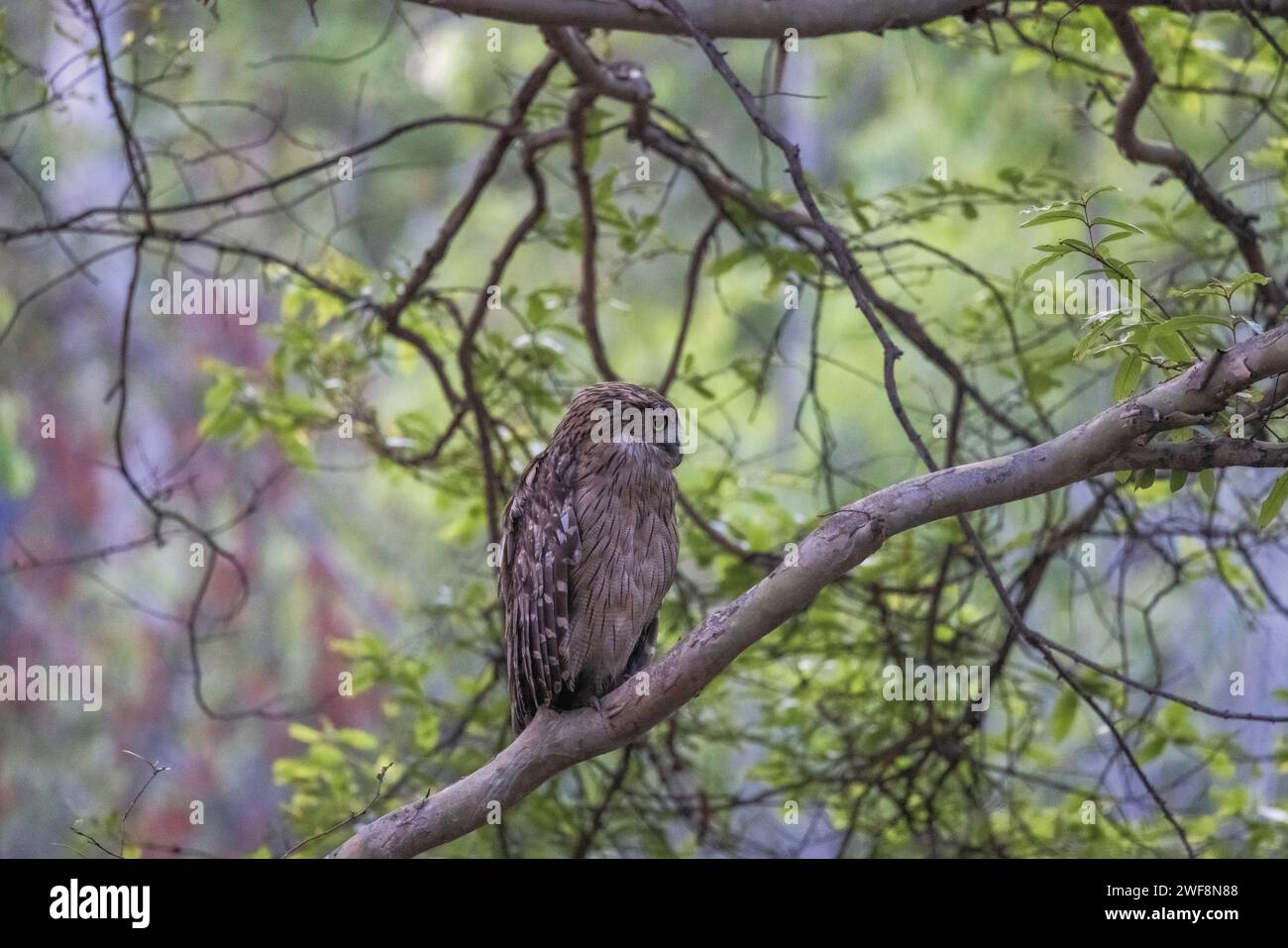 Brown Fish Owl, Ketupa zeylonensis, Panna, Madhya Pradesh, India Stock ...