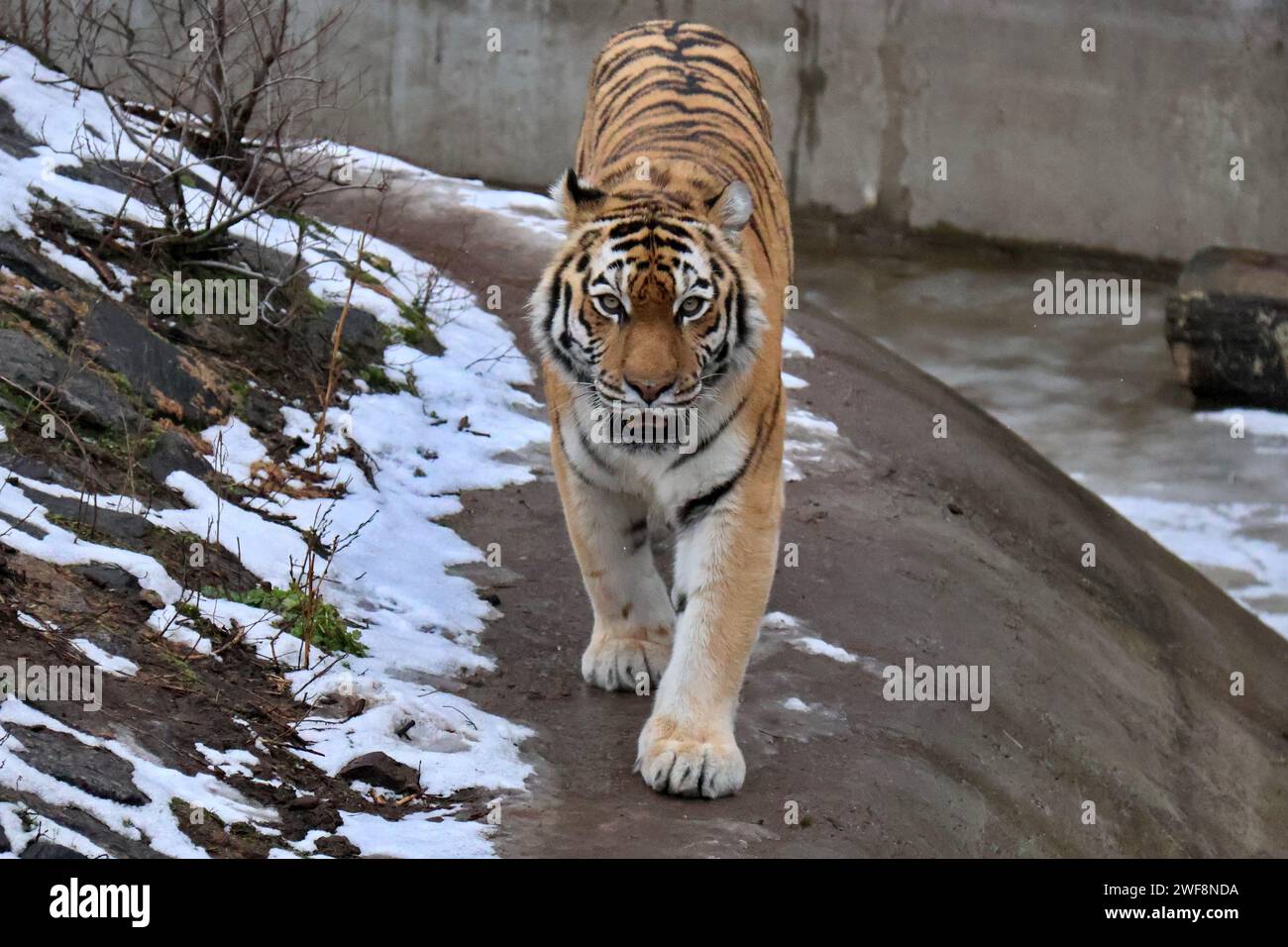Non Exclusive: KYIV, UKRAINE - JANUARY 27, 2024 - Amur tiger is seen in ...