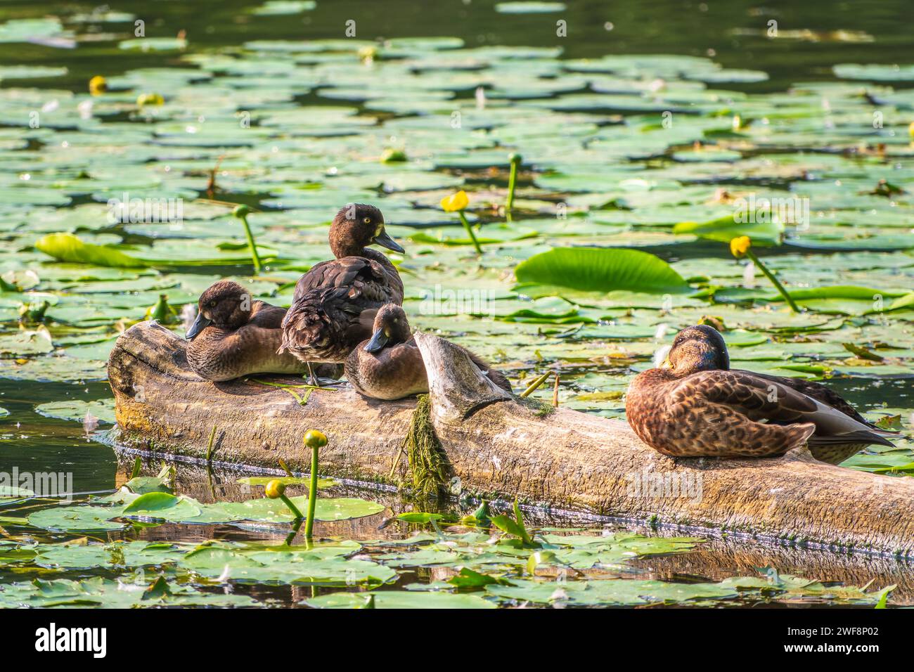 A group of tufted ducks and mallard duck in the wild. Tufted Duck ...