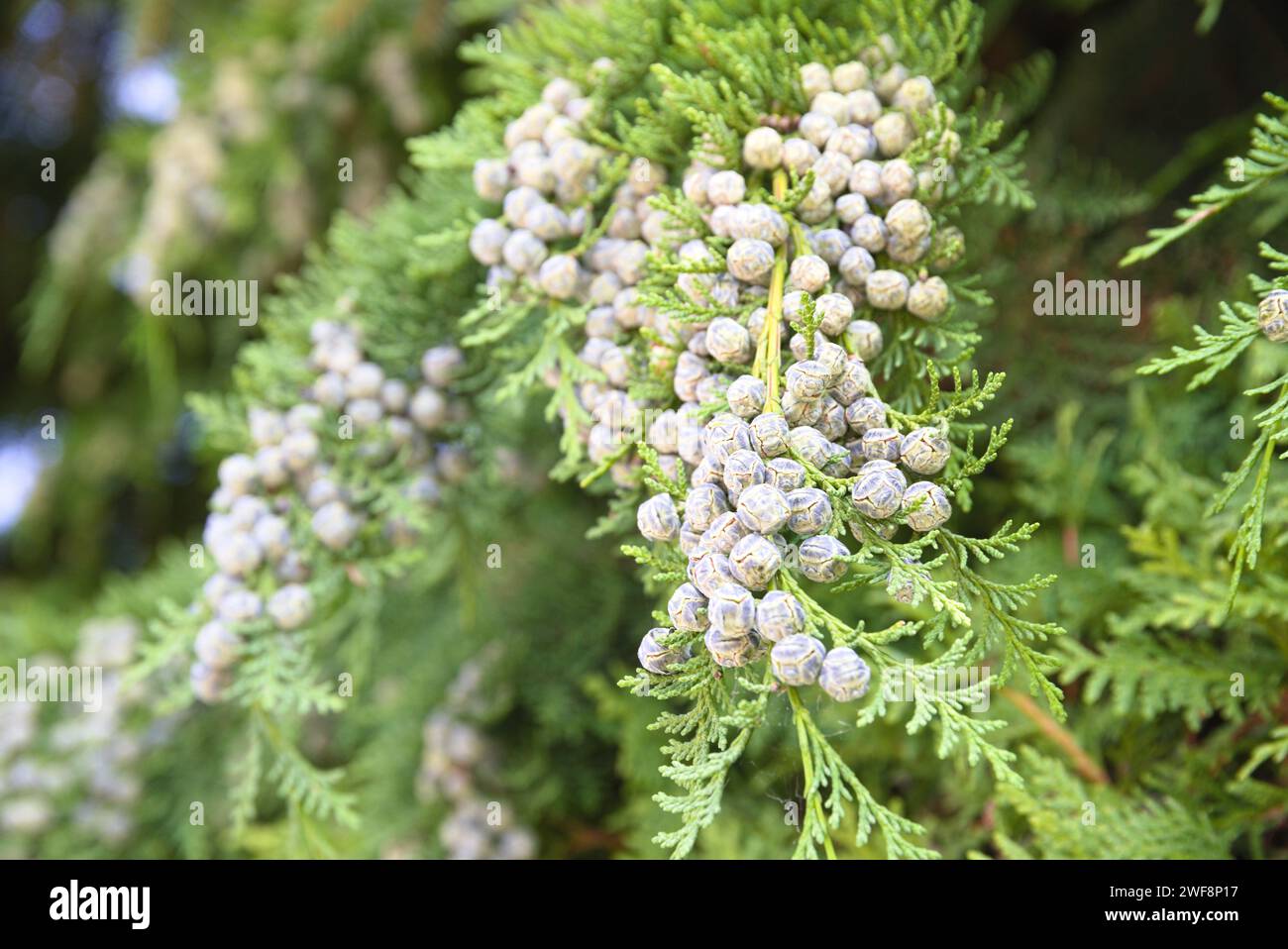 Luminous Pea-sized Fruits Of The Shin-press - Conifers, Close-up Stock ...