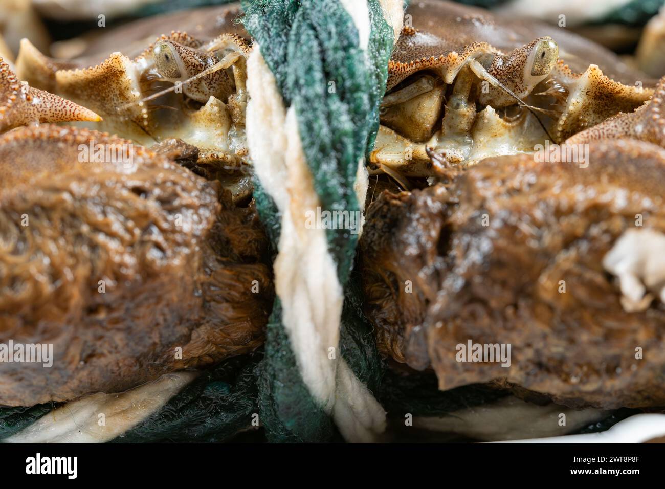 angle view wrapped alive crabs at horizontal composition Stock Photo ...