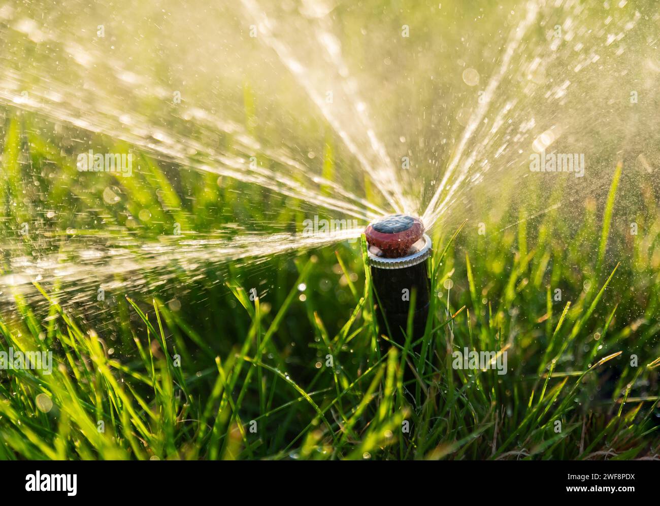 Automatic irrigation system. A close-up of a water sprayer for ...