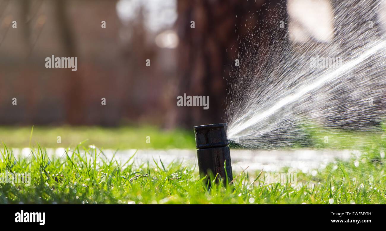 Sprinkler sprinkles water on the lawn. Automatic lawn watering system ...
