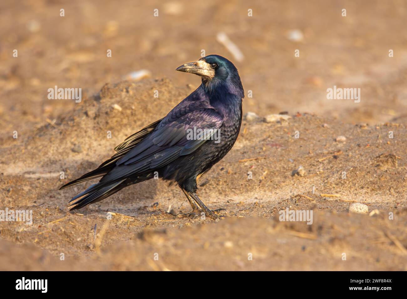 Bird at their natural habitat hi-res stock photography and images - Alamy