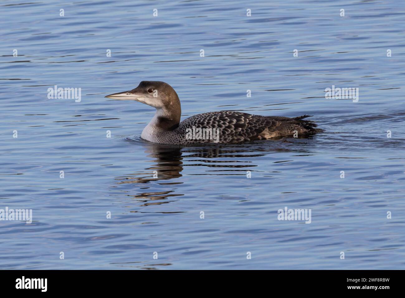 Juvenile great northern diver hi-res stock photography and images - Alamy