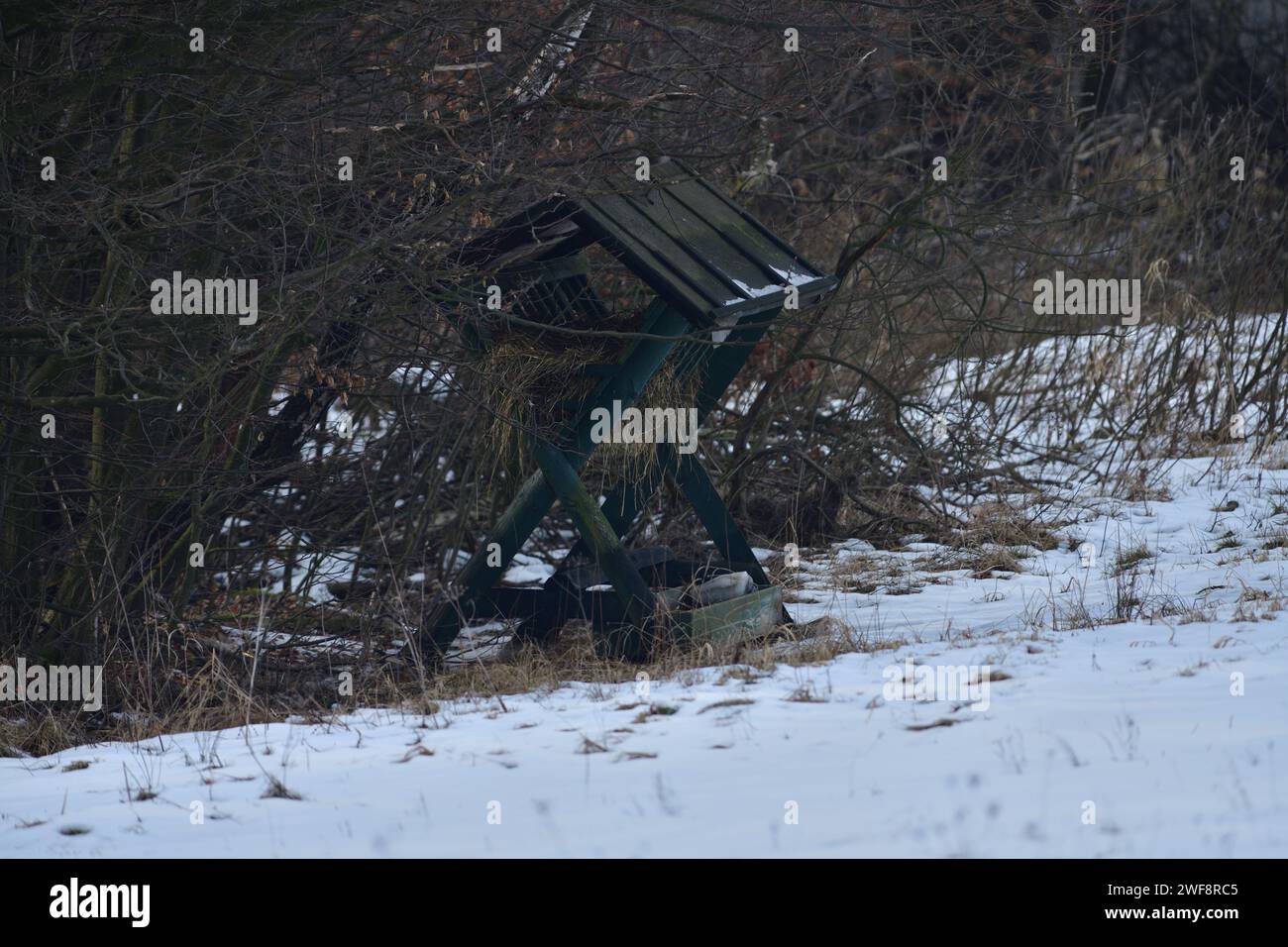 Deer Feeding station for forest animals on the edge of the forest in ...