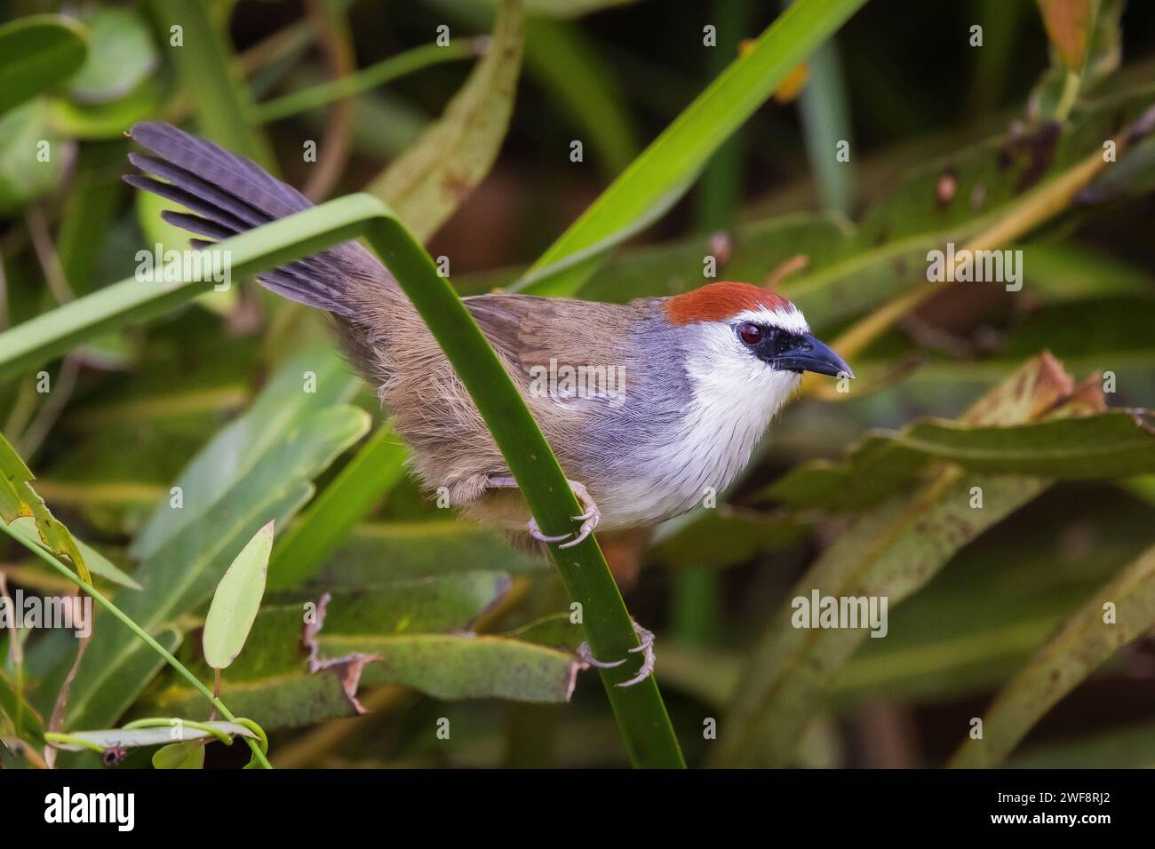 Chestnut-capped Babbler, Timalia pileata, Odisha, India Stock Photo - Alamy