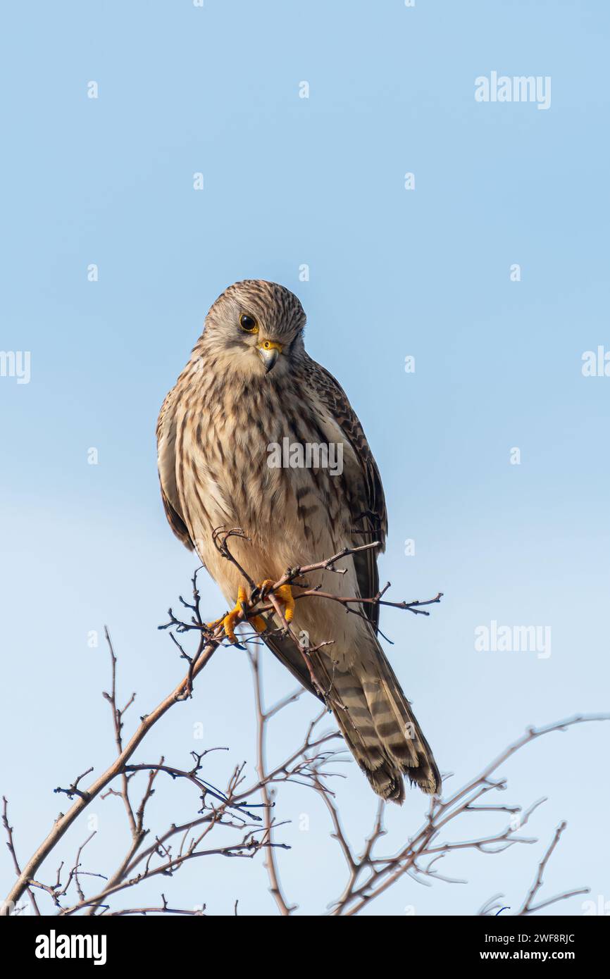 Kestrel (Falco tinnunculus) bird perched in tree, England, UK Stock ...