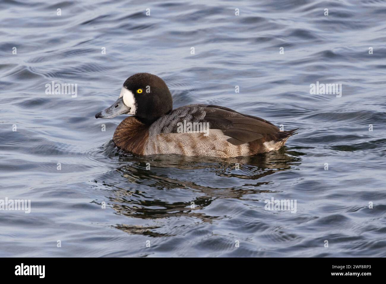 Adult female Greater Scaup, winter plumage, Farmoor Resrvoir, Oxon, UK ...