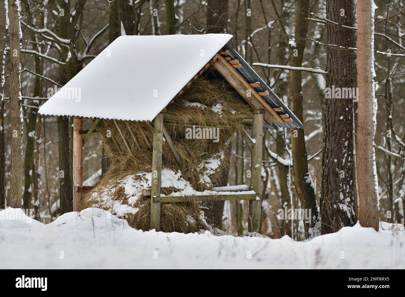 Deer Feeding station for forest animals on the edge of the forest in ...