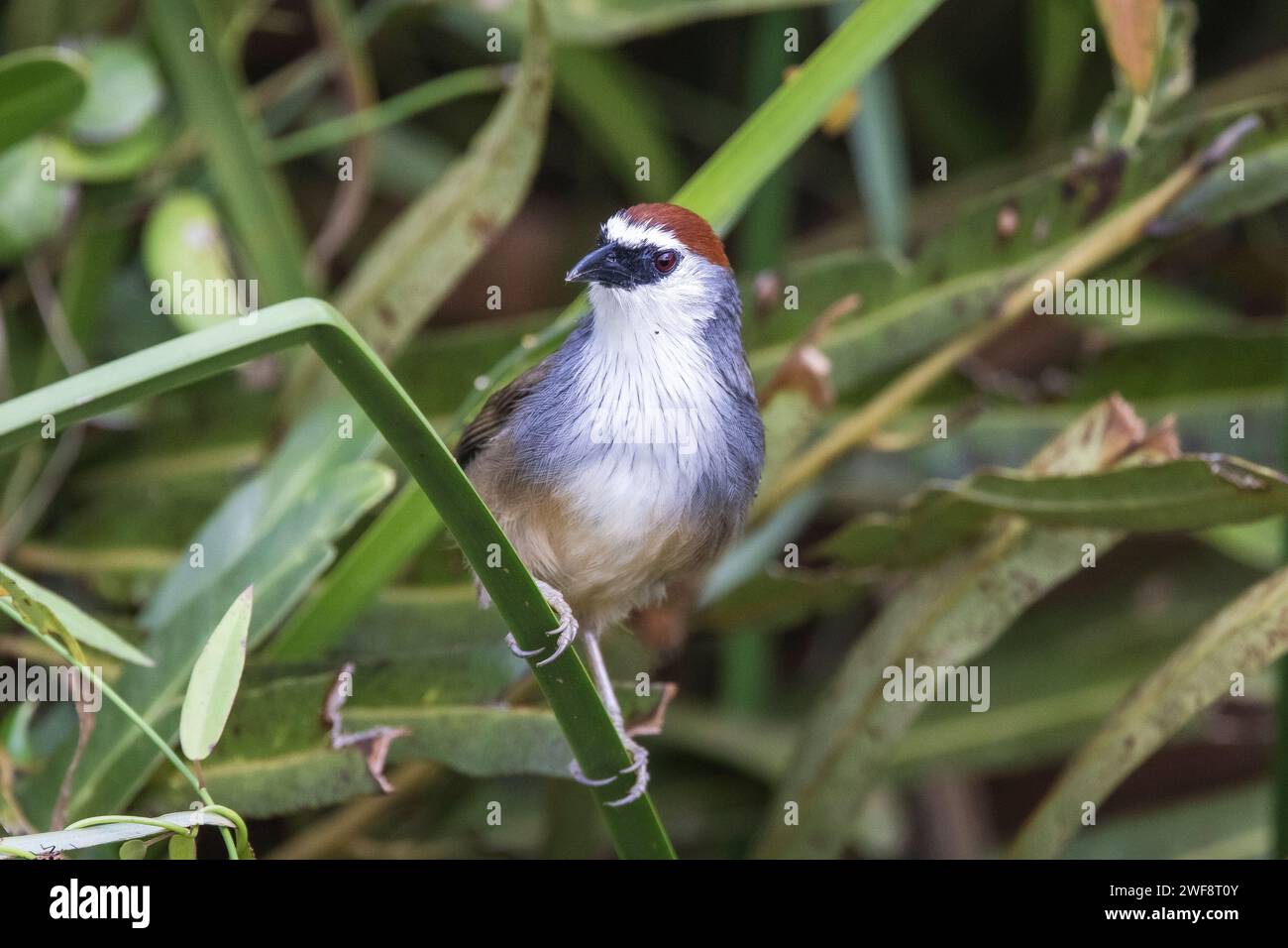 Chestnut-capped Babbler, Timalia pileata, Odisha, India Stock Photo - Alamy