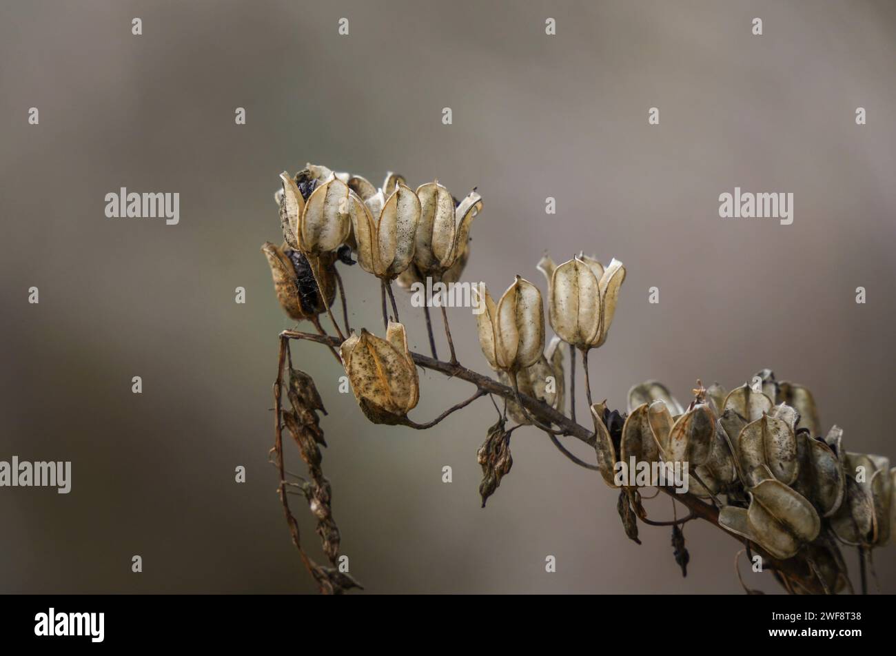 Seed pods detail hi-res stock photography and images - Alamy