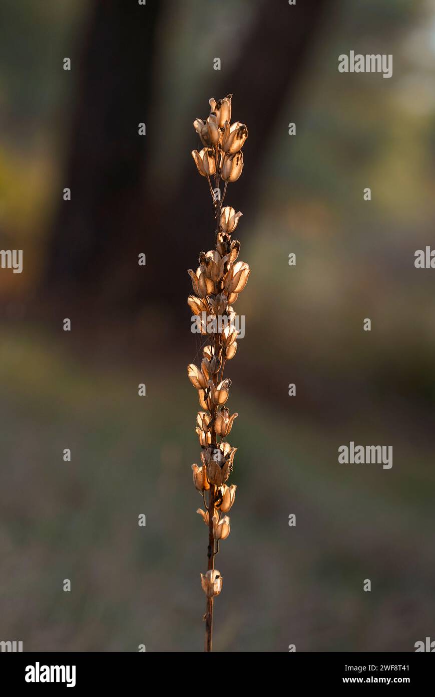 Seed pods of Sea Squill native spanish plant, Spain Stock Photo - Alamy