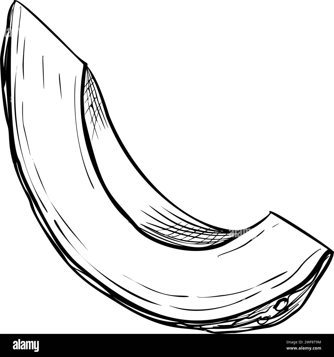 Avocado Slice vector illustration. Hand drawn sketch on isolated ...