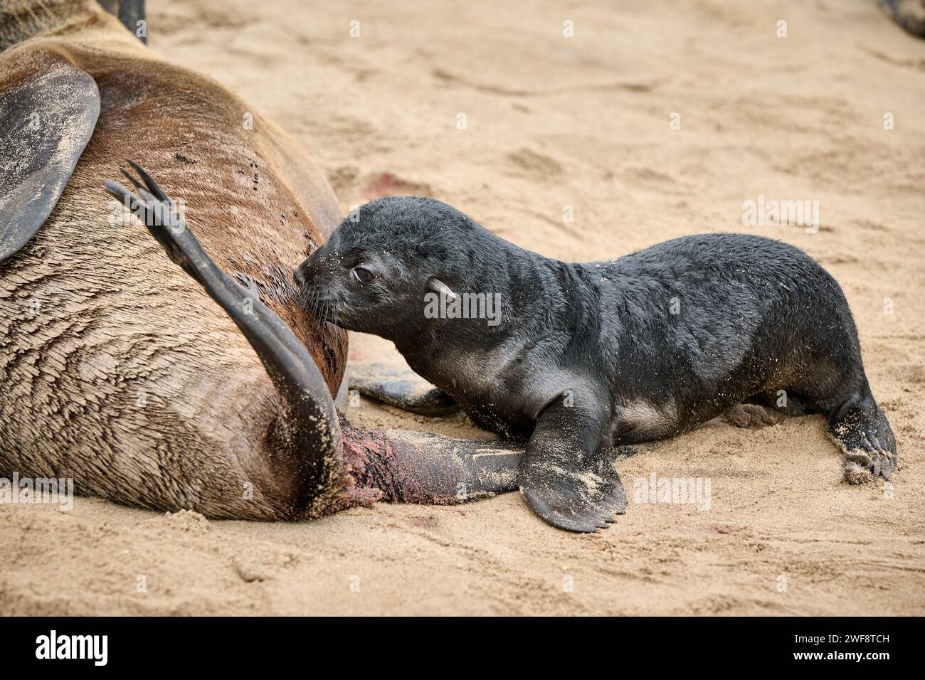 seal suckling its baby in Brown fur seal colonies with babies, Cape ...