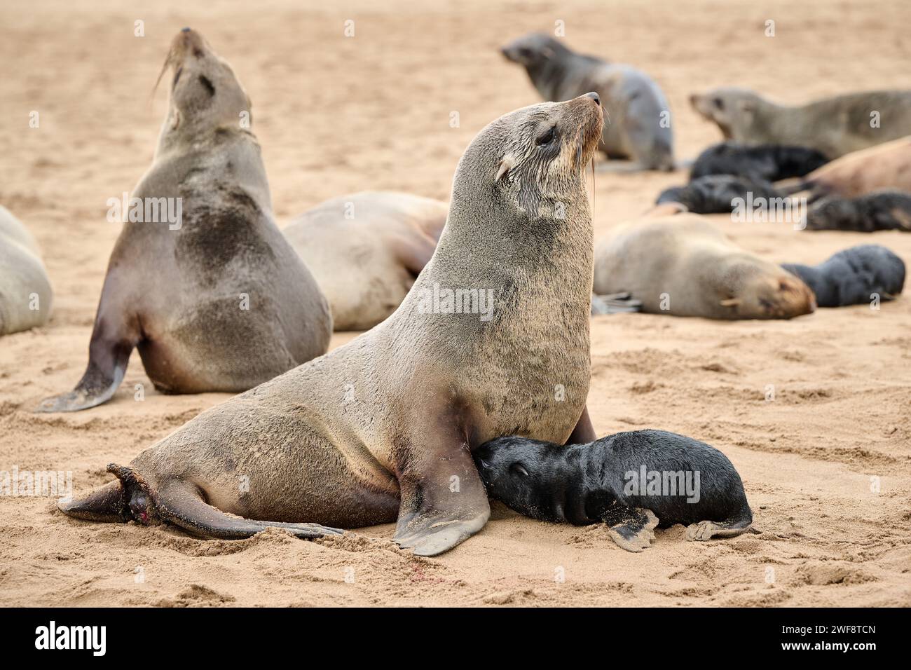 seal suckling its baby in Brown fur seal colonies with babies, Cape ...