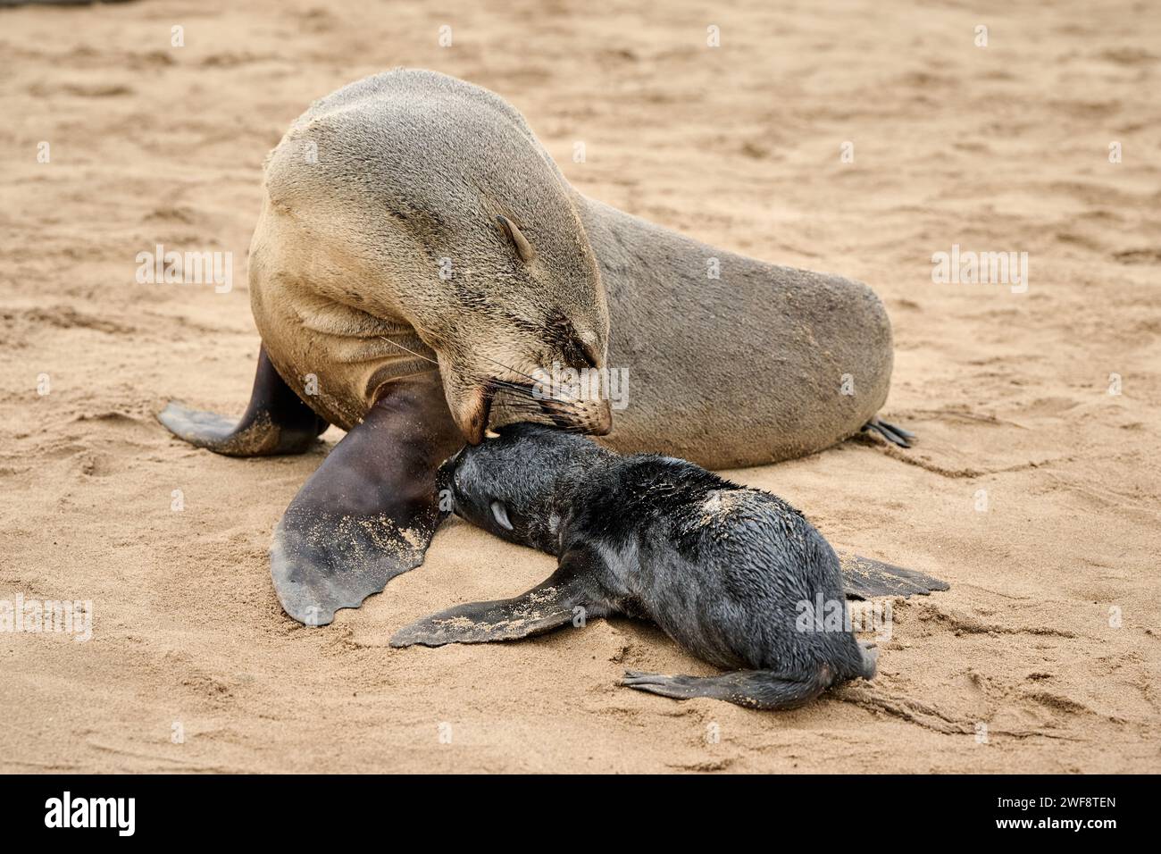 mother seal with baby in Brown fur seal colonies with babies, Cape ...