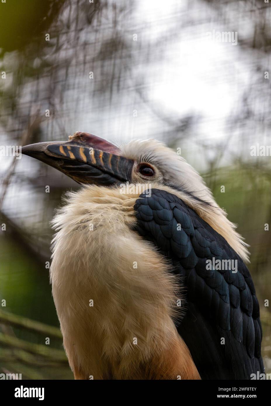 Majestic Visayan Hornbill, Penelopides panini, soaring through the lush ...