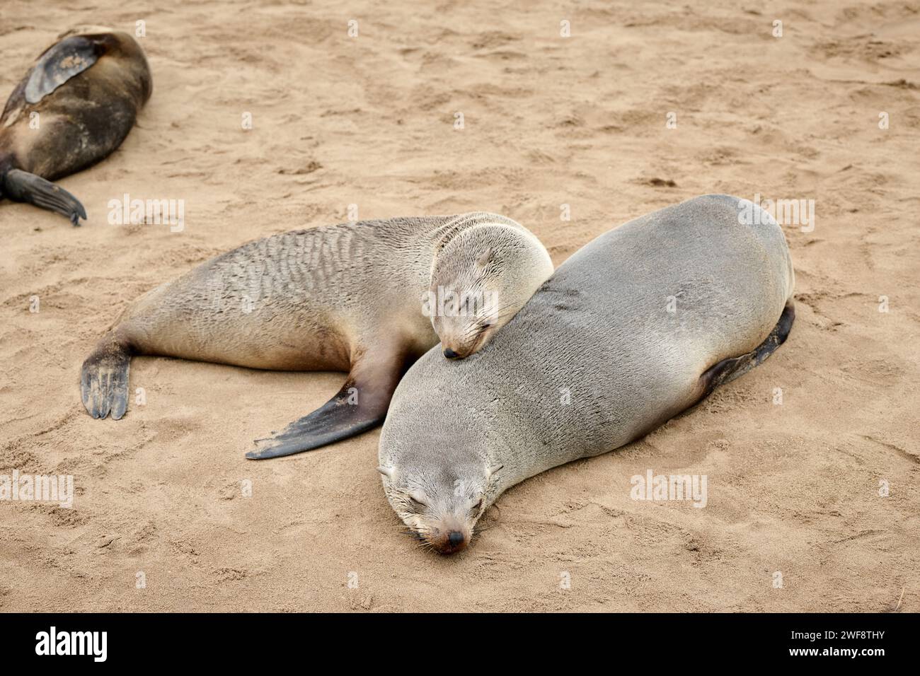 Brown fur seal colonies with babies, Cape Cross Seal Reserve, Namibia ...