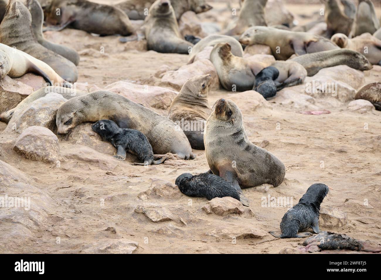 Brown fur seal colonies with babies, Cape Cross Seal Reserve, Namibia ...