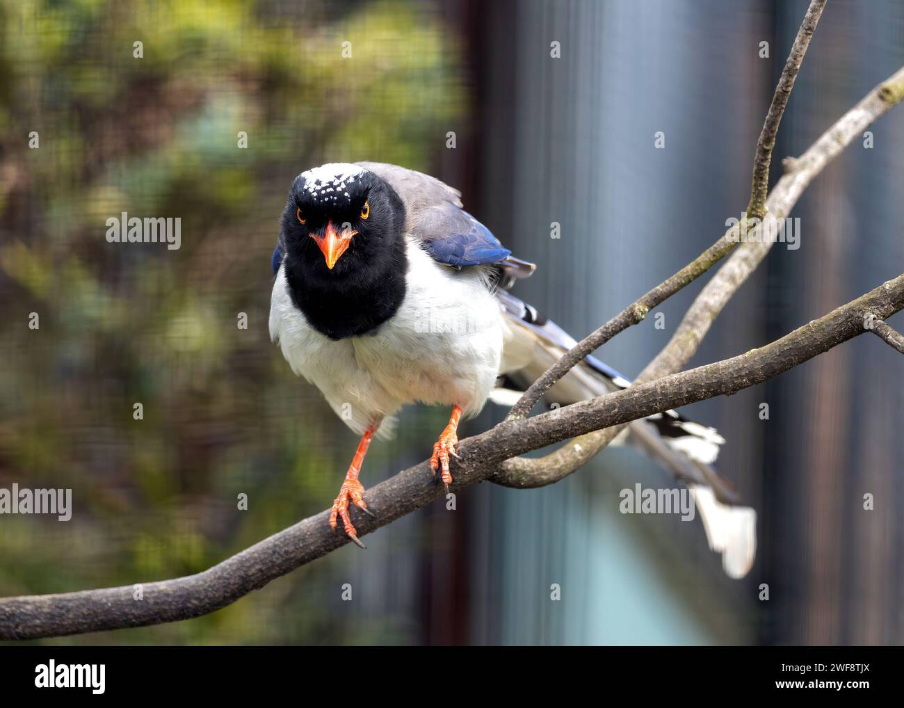 Striking Red-billed Blue Magpie, Urocissa erythroryncha, gracing the ...