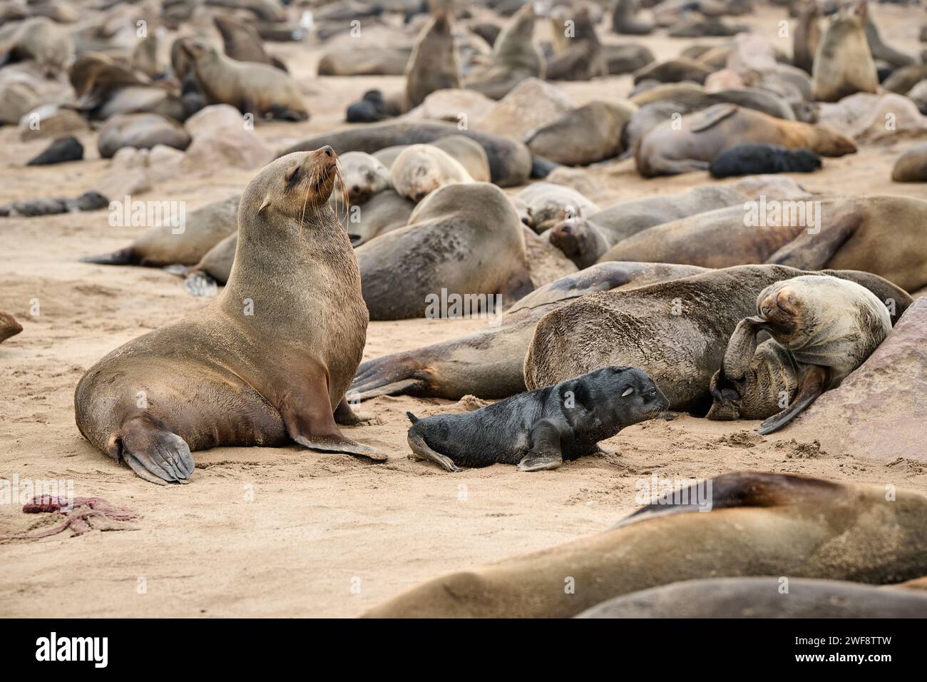 Brown fur seal colonies with babies, Cape Cross Seal Reserve, Namibia ...