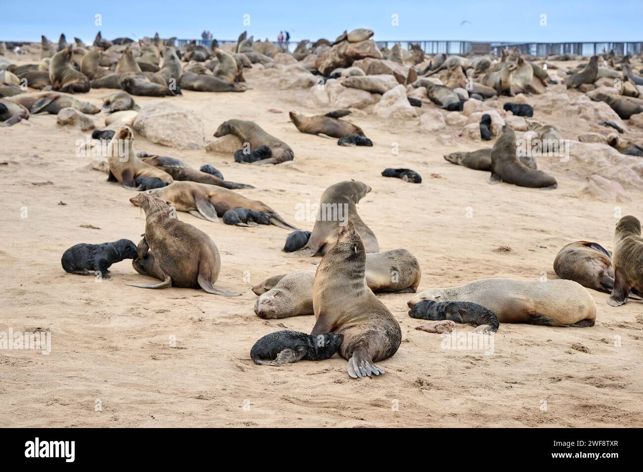 Brown fur seal colonies with babies, Cape Cross Seal Reserve, Namibia ...
